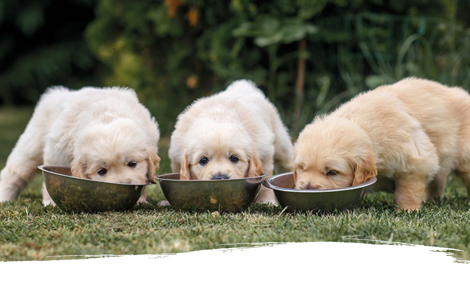 Ratgeber | Wildes Wissen von Wildes Land