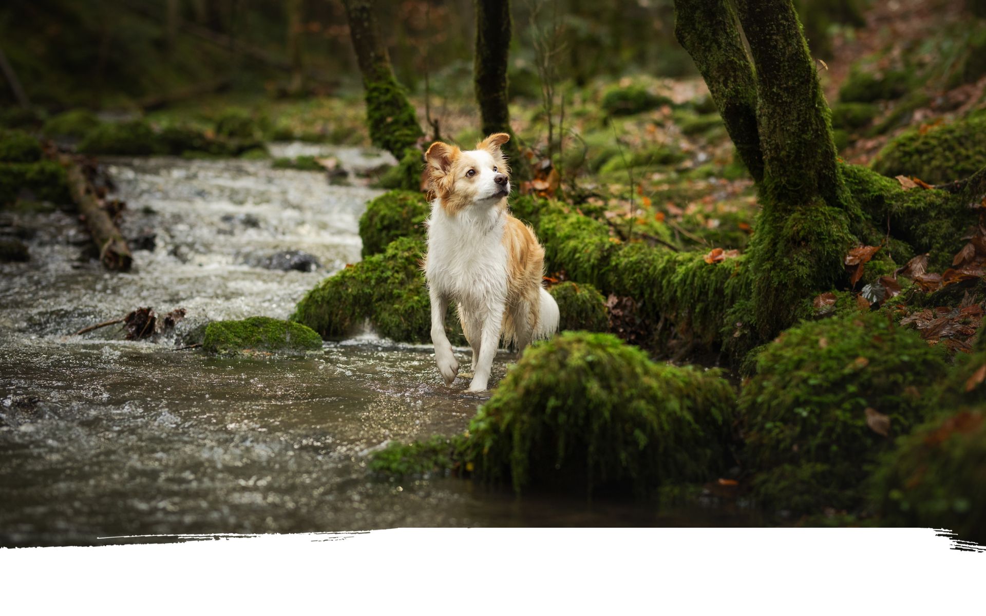 Hundeernährung | Insektenfutter