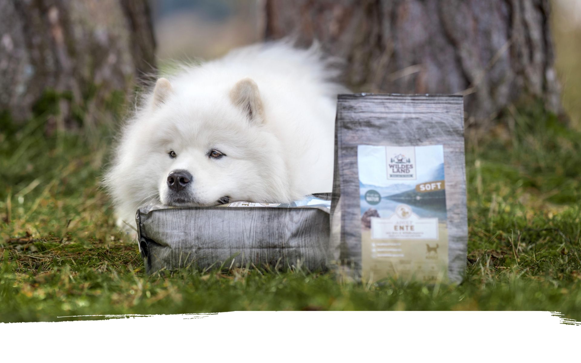 Futtermittelallergie oder Unverträglichkeiten beim Hund