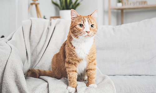 Cat fact sheets | Arden Grange