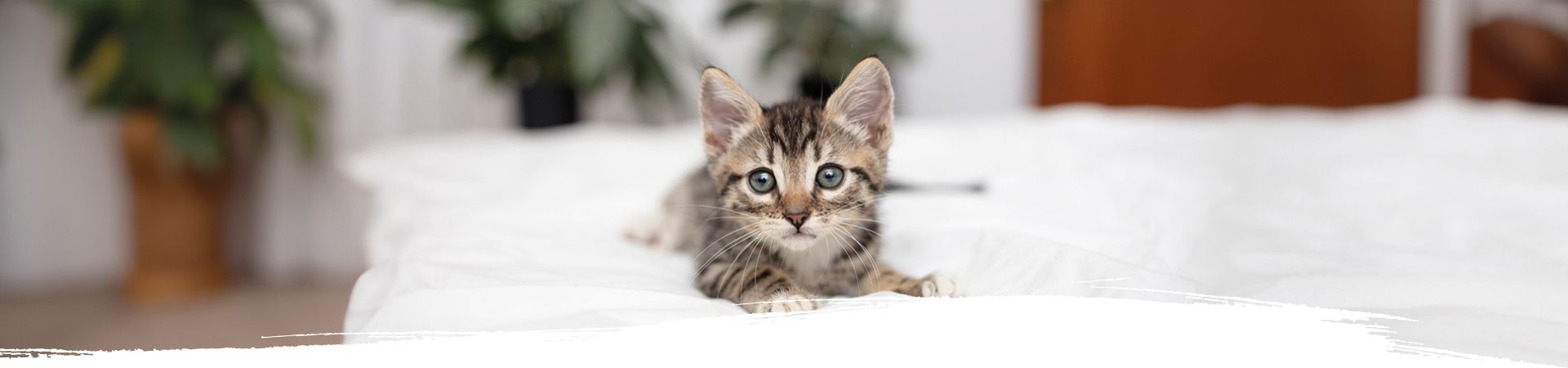 Kitten zieht ein – Tipps für die ersten Tage