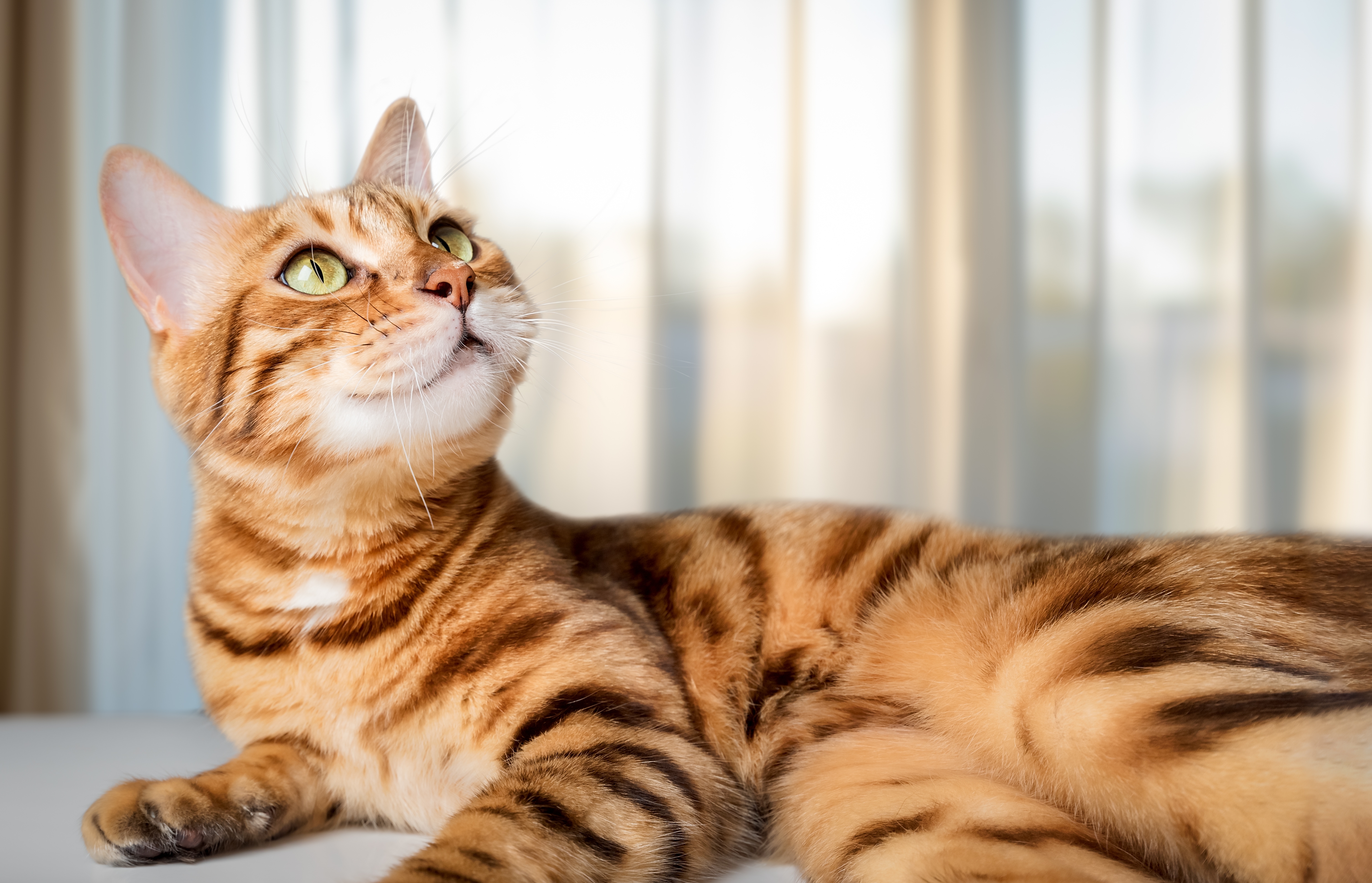 Bengal Katt